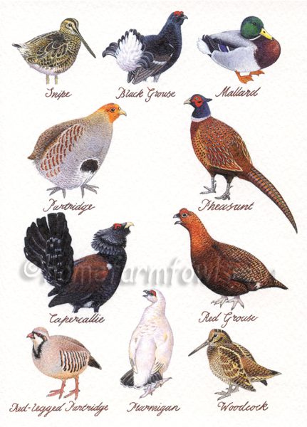 Great British Game Week - The Mortimer Arms Paultons Park New Forest